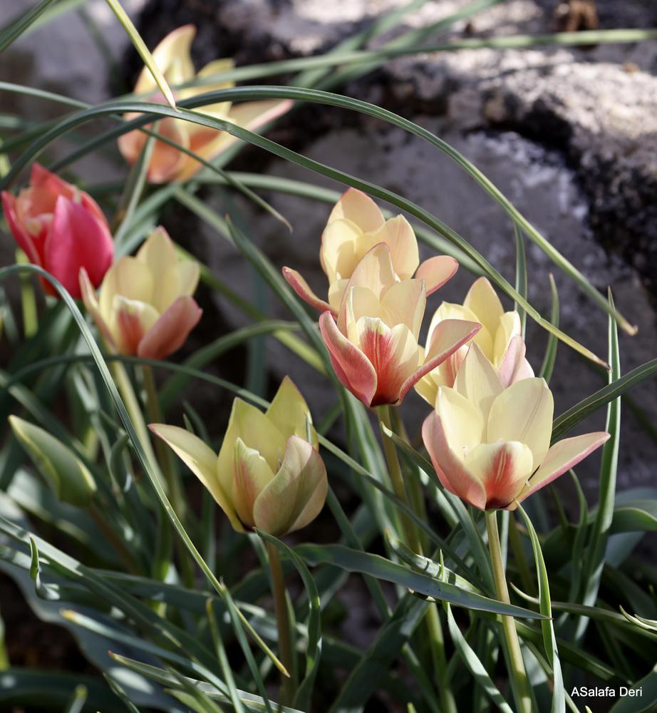 Photo of the bloom of Tulip (Tulipa clusiana 'Annika') posted by ...