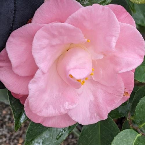 Japanese Camellia (Camellia japonica Ice Angels® April Remembered) in ...