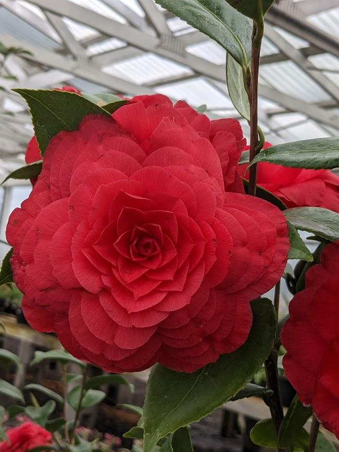 Photo of the bloom of Japanese Camellia (Camellia japonica 'Nuccio's ...