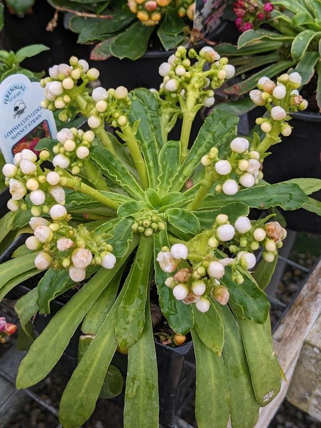 Photo of the closeup of buds, sepals and receptacles of Lewisia ...