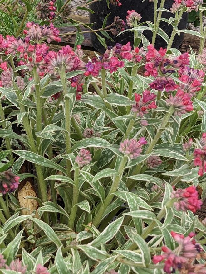 Lungwort (Pulmonaria 'Raspberry Frost') - Garden.org