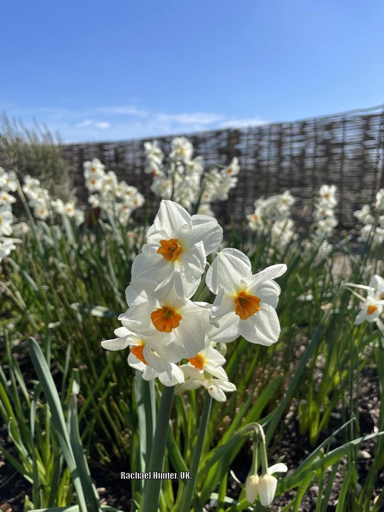 Photo of the bloom of Daffodil (Narcissus 'Geranium') posted by ...