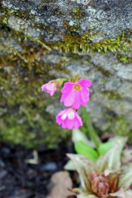 Photo of the bloom of Himalayan Meadow Primrose (Primula rosea) posted ...