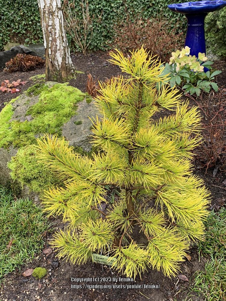 Photo of the entire plant of Lodgepole Pine (Pinus contorta var ...