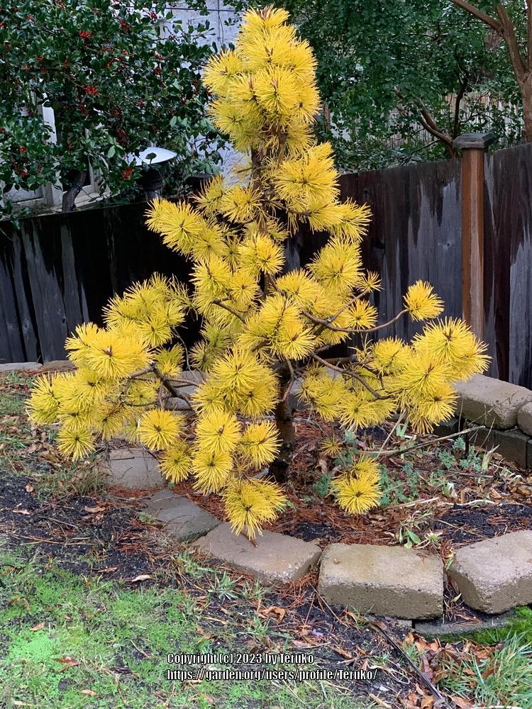 Photo of the winter interest of Lodgepole Pine (Pinus contorta var ...