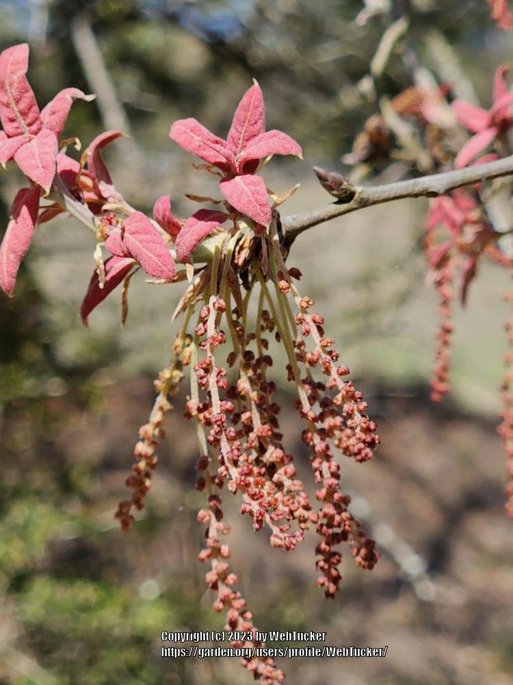 Photo of the bloom of Bluejack oak (Quercus incana) posted by WebTucker ...