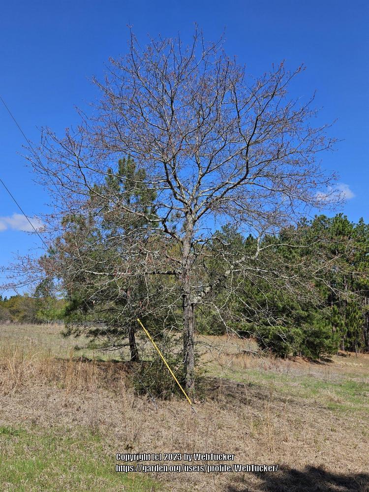 Photo of the entire plant of Bluejack oak (Quercus incana) posted by ...