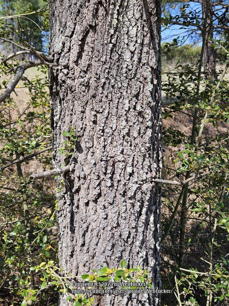 Photo of the stem, scape, stalk or bark of Bluejack oak (Quercus incana ...