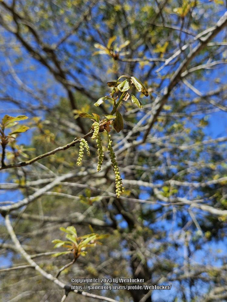 Photo of the bloom of Blackjack Oak (Quercus marilandica) posted by ...