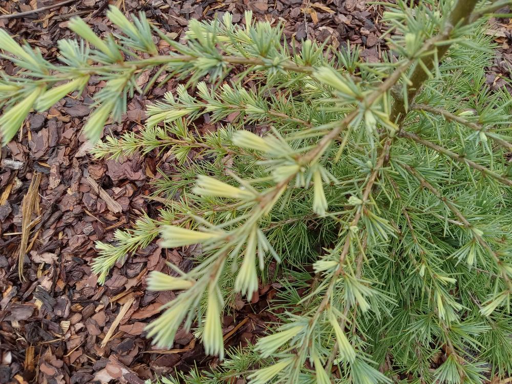 Deodar Cedar (Cedrus deodara Feelin' Sunny®) - Garden.org