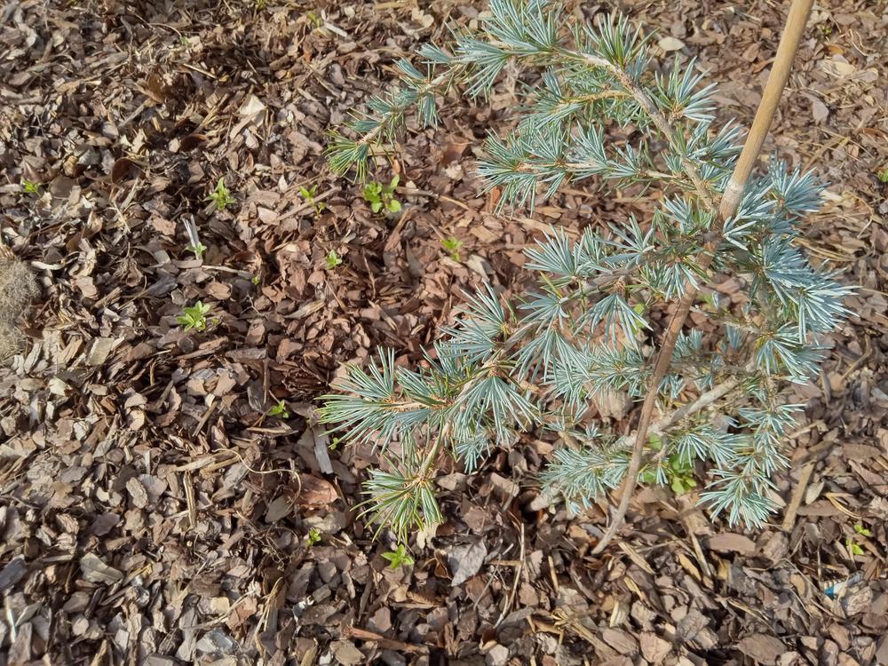 Photo of the entire plant of Cedrus deodara 'Karl Fuchs' posted by fivz ...