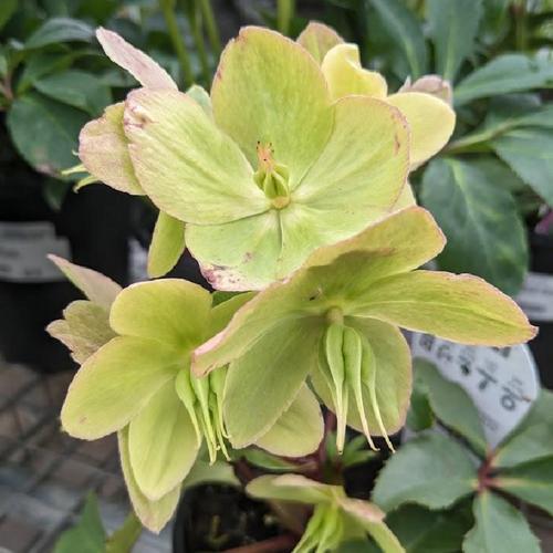 Hellebore (Helleborus Gold Collection® Champion) in the Hellebores ...