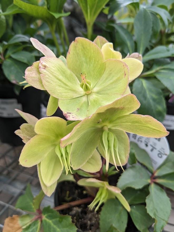 Hellebore (Helleborus Gold Collection® Champion) in the Hellebores ...