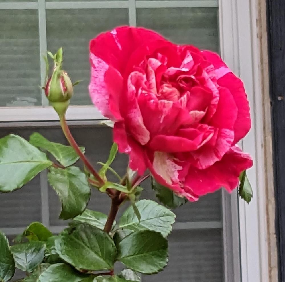 Rose (Rosa 'Ines Sastre') in the Roses Database - Garden.org