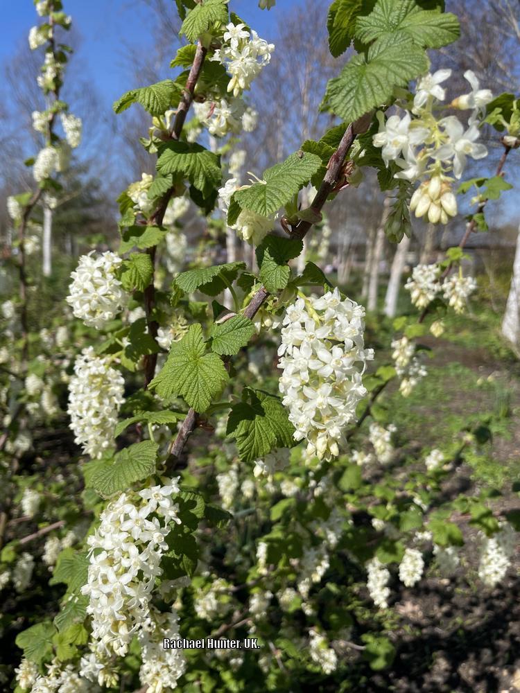Photo of the leaves of Redflower Currant (Ribes sanguineum White Icicle ...