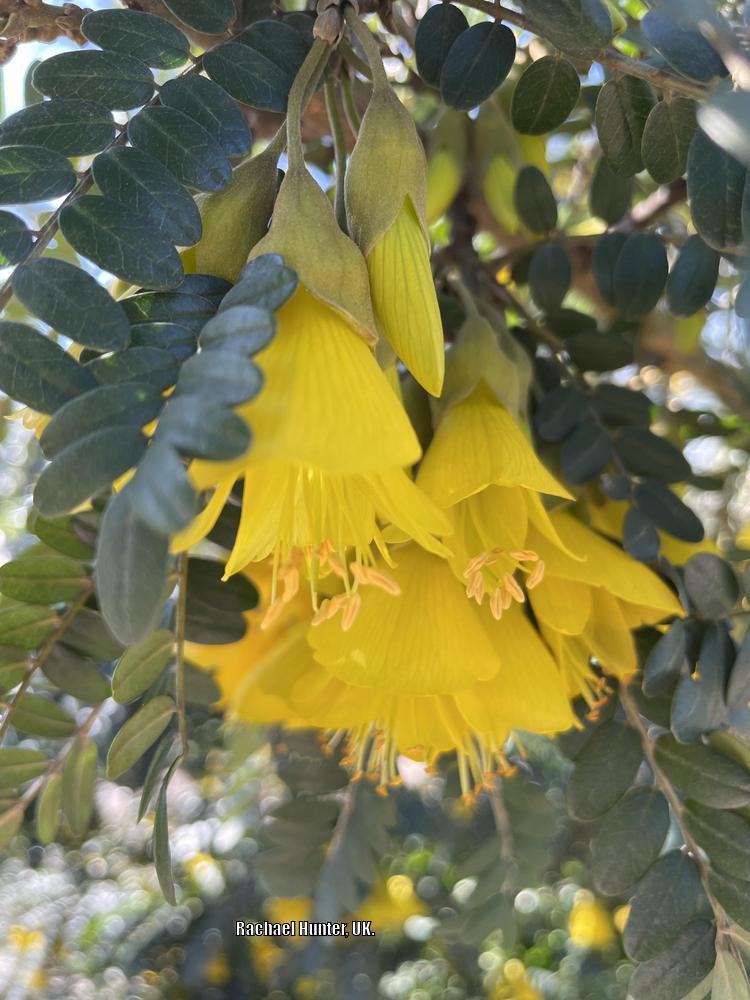Photo of the bloom of Kowhai (Sophora microphylla 'Sun King') posted by ...