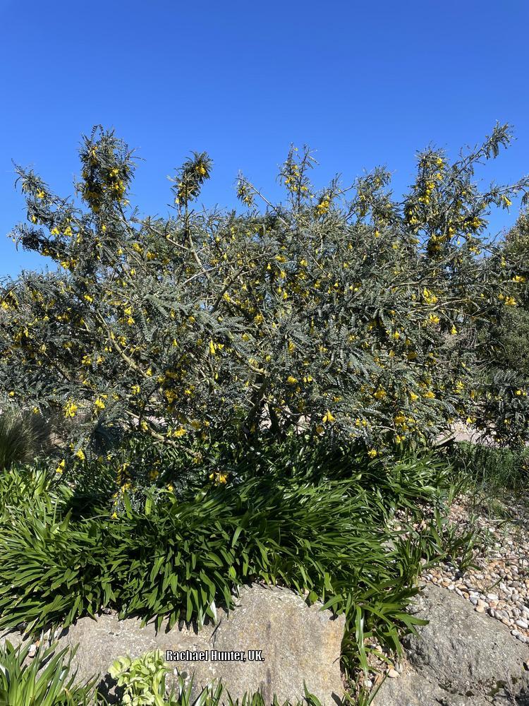 Photo of the entire plant of Kowhai (Sophora microphylla 'Sun King ...