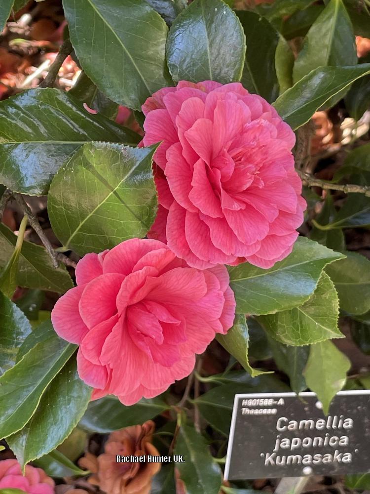 Photo of the bloom of Japanese Camellia (Camellia japonica 'Kumasaka ...