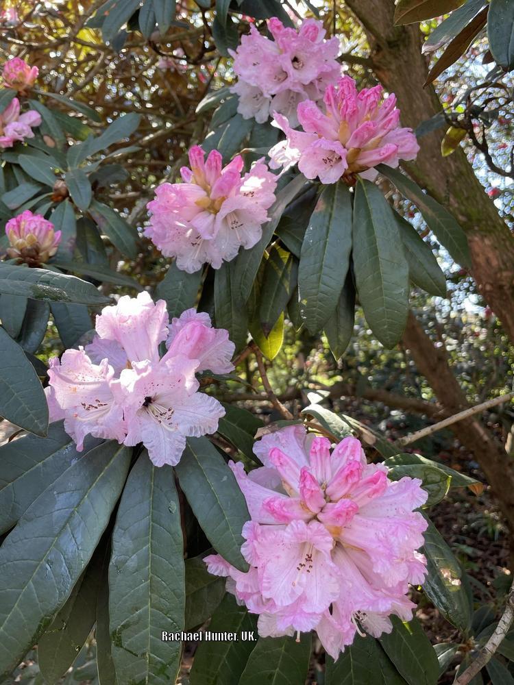 Photo of the bloom of Rhododendron (Rhododendron arboreum) posted by ...