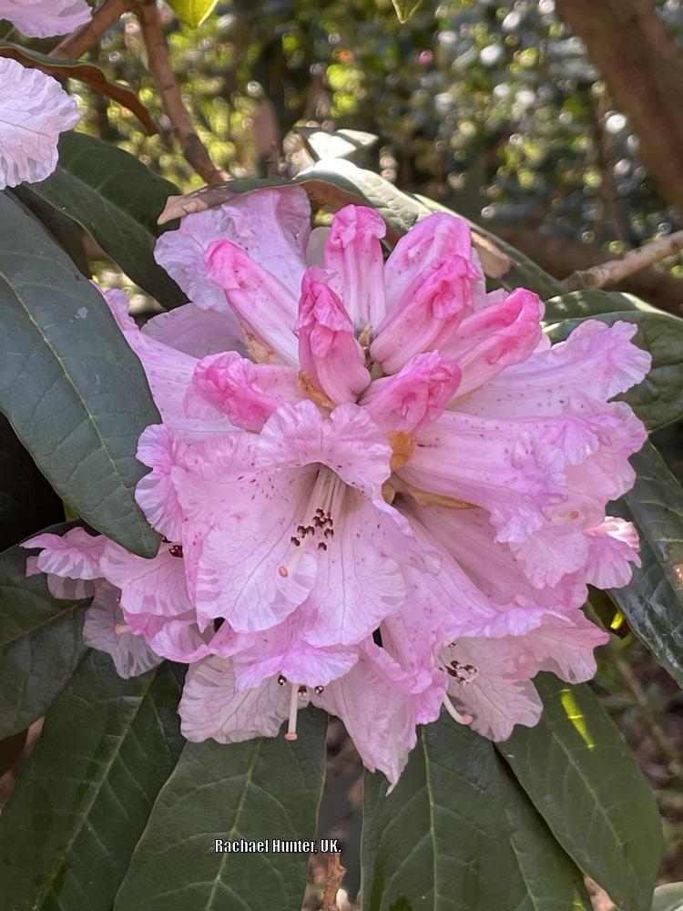 Rhododendron (Rhododendron arboreum) in the Rhododendrons Database ...