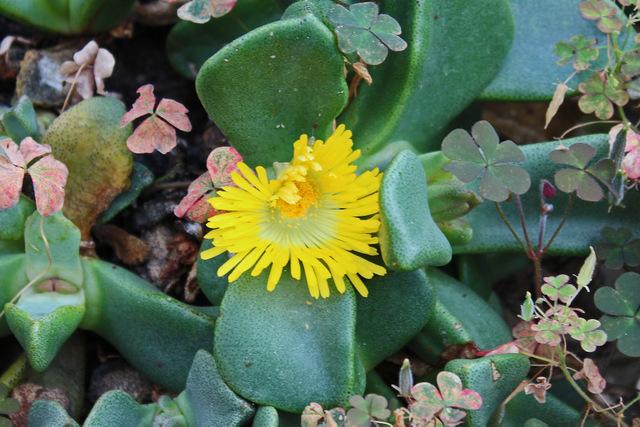 Photo of the entire plant of Pleiospilos (Pleiospilos compactus subsp ...