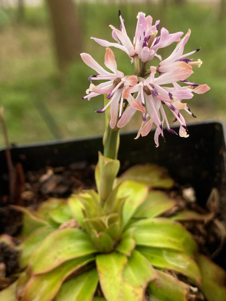Photo of the bloom of Oriental Swamp Pink (Heloniopsis orientalis ...