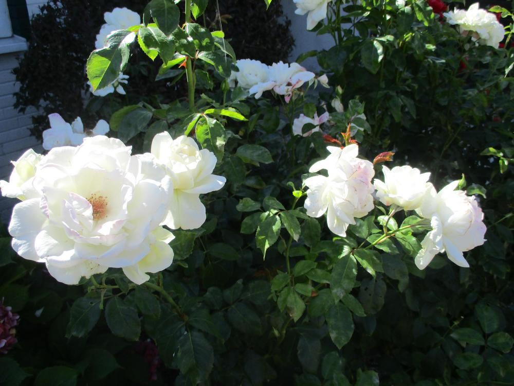 Photo of the bloom of Rose (Rosa 'Helga') posted by Versicolor - Garden.org