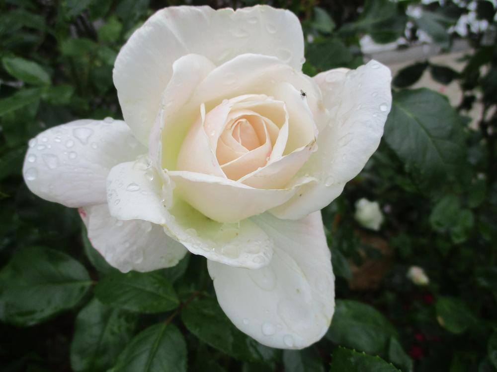 Photo of the bloom of Rose (Rosa 'Helga') posted by Versicolor - Garden.org