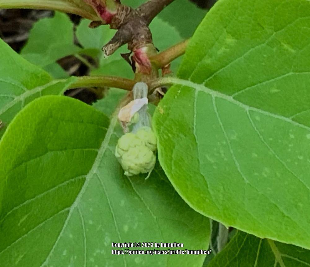 Photo of the closeup of buds, sepals and receptacles of Climbing ...