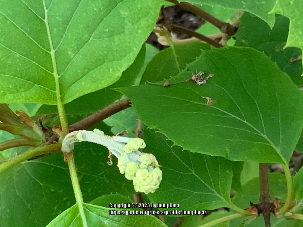 Photo of the closeup of buds, sepals and receptacles of Oakleaf ...