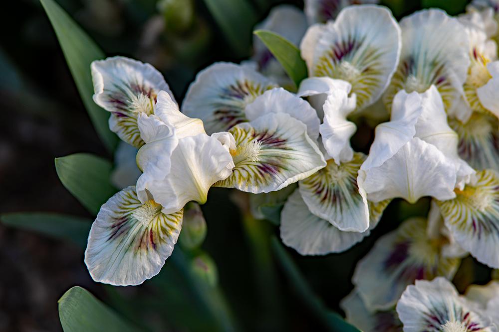 Photo of the bloom of Standard Dwarf Bearded Iris (Iris 'Wee Fragrance ...