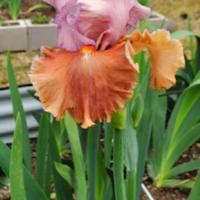 Photo of the entire plant of Tall Bearded Iris (Iris 'Maybe Magic ...