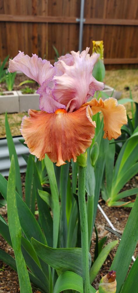 Photo of the entire plant of Tall Bearded Iris (Iris 'Maybe Magic') posted by javaMom - Garden.org