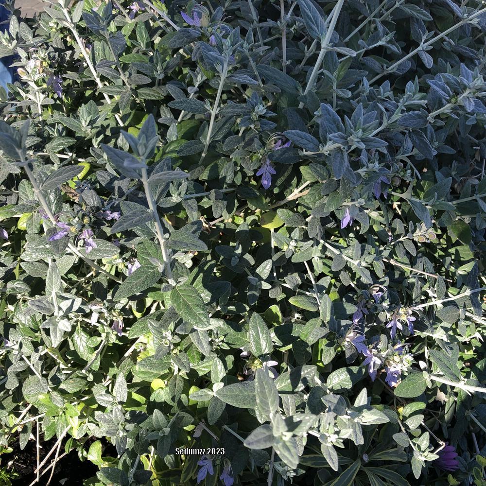 Photo of the entire plant of Shrubby Germander (Teucrium fruticans ...