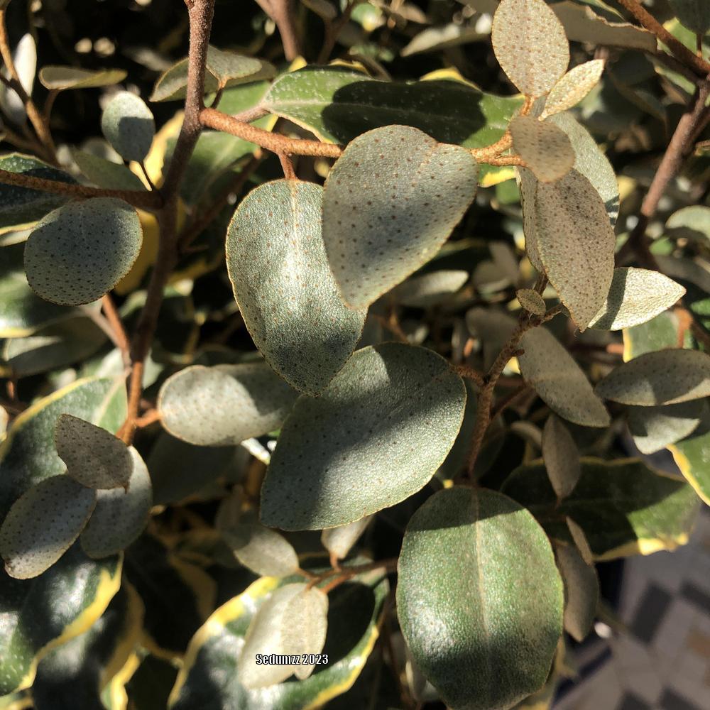 Photo of the emerging growth of Russian Olive (Elaeagnus x ...