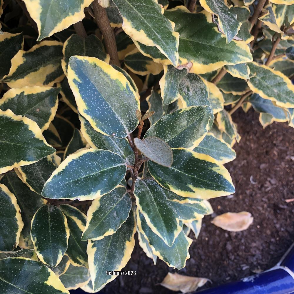 Photo of the leaves of Russian Olive (Elaeagnus x submacrophylla 'Gilt ...