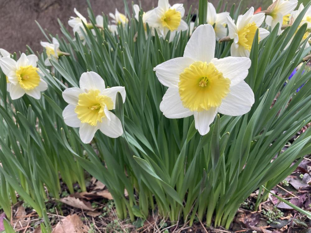 Photo of the entire plant of Large-Cupped Daffodil (Narcissus 'Ice ...