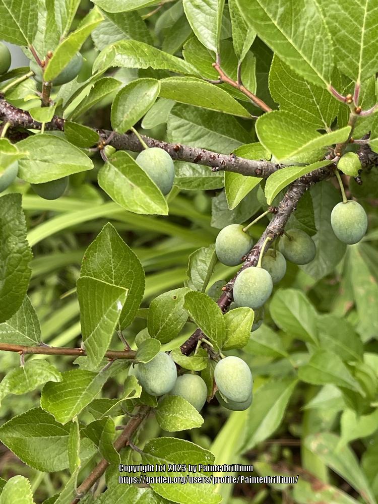 Beach Plum (Prunus maritima) in the Plums Database - Garden.org