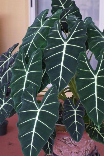 'Endless Forms Most Beautiful' The aroid photo gallery in the ...