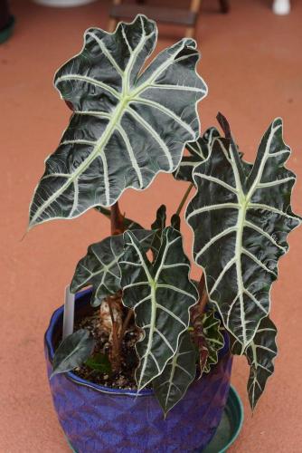 'Endless Forms Most Beautiful' The aroid photo gallery in the ...