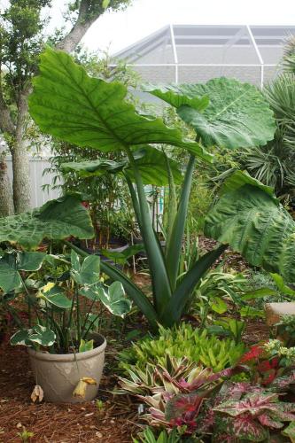 'Endless Forms Most Beautiful' The aroid photo gallery in the ...