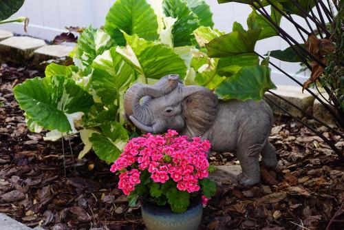 'Endless Forms Most Beautiful' The aroid photo gallery in the ...