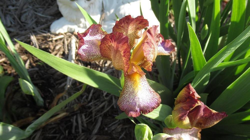 Photo of the bloom of Miniature Tall Bearded Iris (Iris 'Merit') posted ...