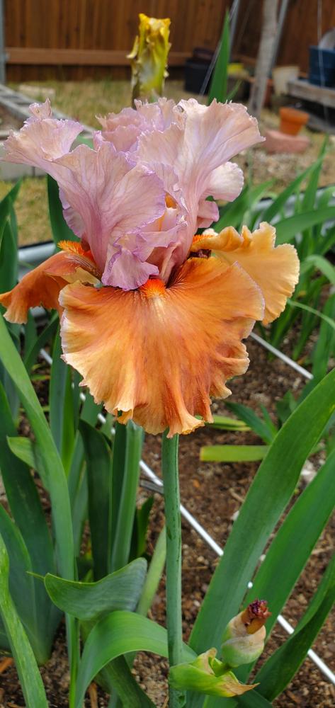 Photo of the bloom of Tall Bearded Iris (Iris 'Maybe Magic') posted by ...