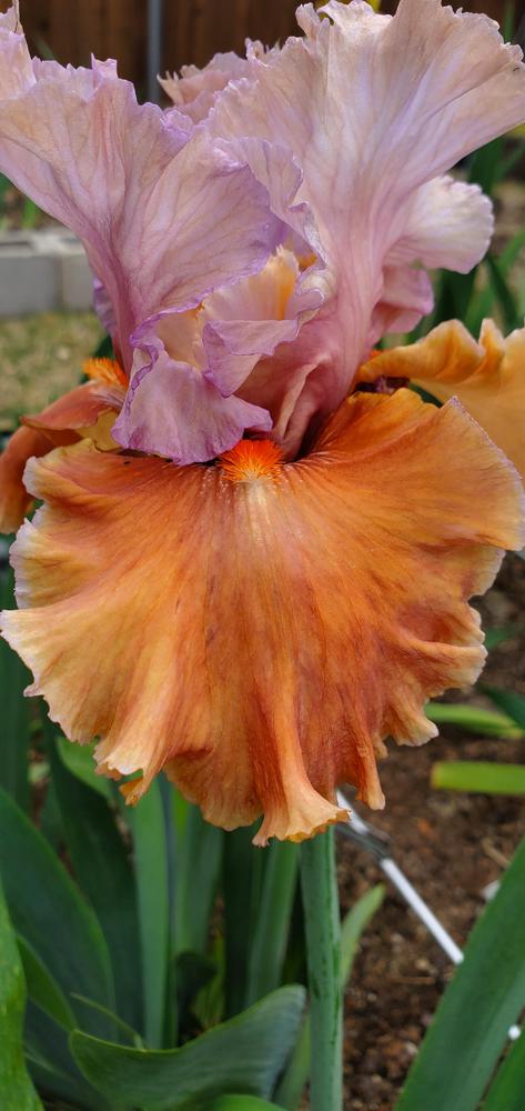 Photo of the bloom of Tall Bearded Iris (Iris 'Maybe Magic') posted by ...