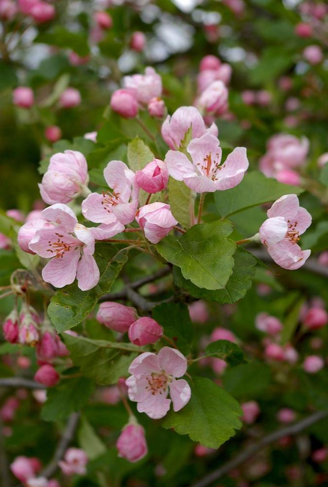 Photo of the bloom of Prairie Crabapple (Malus ioensis) posted by ...