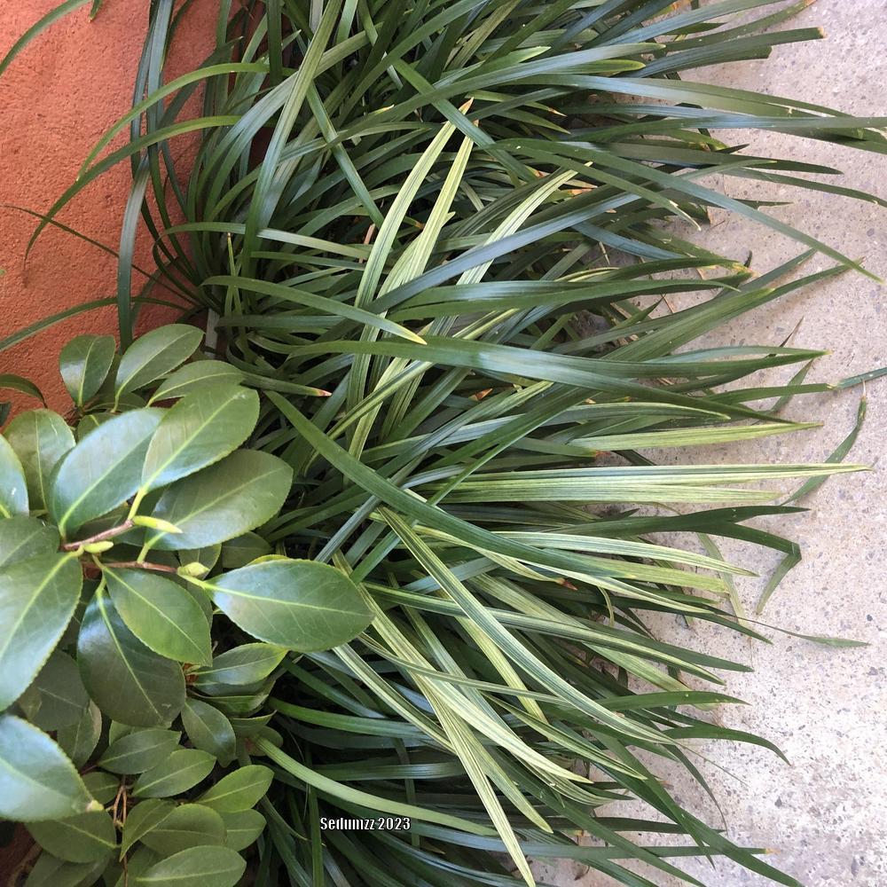 Photo of the entire plant of Liriopes (Liriope) posted by sedumzz ...