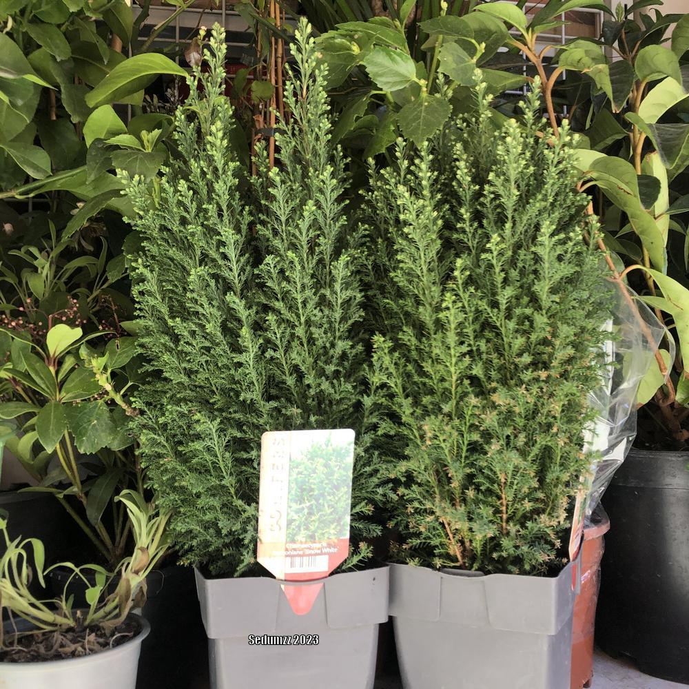 Photo of the entire plant of Lawson Cypress (Chamaecyparis lawsoniana ...