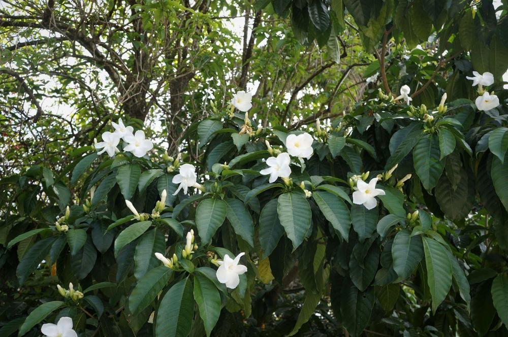 Photo of the bloom of Milky Way Tree (Tabernaemontana litoralis) posted ...