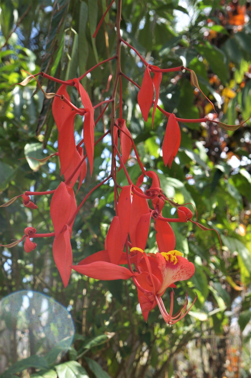 Photo of the bloom of Pride of Burma (Amherstia nobilis) posted by ...